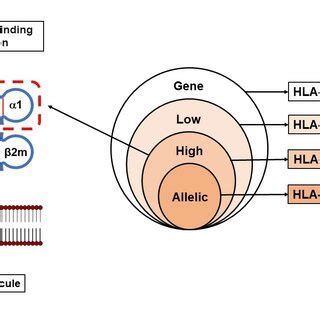 Principle Of Sequence Based Typing By Sanger Sequencing HLA Genetic
