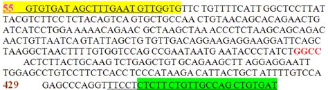 Schematic Of The 374 Bp Sequence Of Leptin Gene Receptor Download