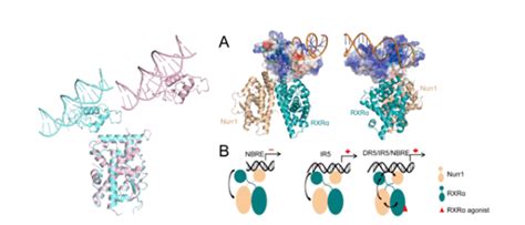Pnas：刘劲松团队解析帕金森病靶点nurr1以及nurr1 Rxrα别构激活的结构基础 研究 调控 国家