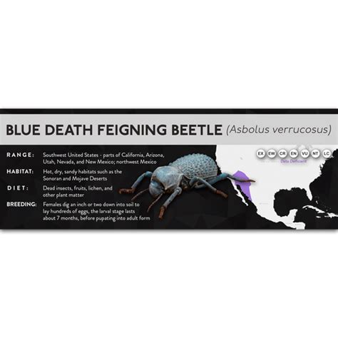 X Labels Beetles Cloud Forest Design