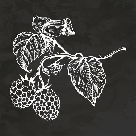 Raspberry Sketch Vintage Illustration