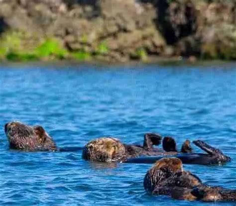 Conservation Sea Otter Foundation And Trust
