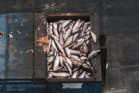 Pair Charged Over ‘tassie Trout Lady Cemetery Videos Pulse Tasmania