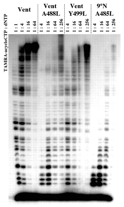 Polymerase Variants Can Improve Dye Acyntp Terminator Incorporation Download Scientific