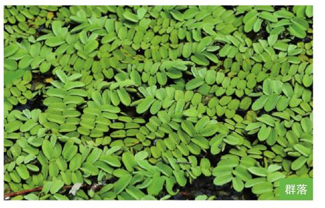 槐叶苹 铁岭植物 图片