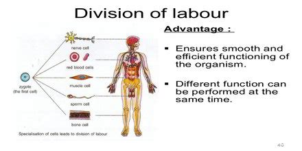 Division Of Labour Assignment Point