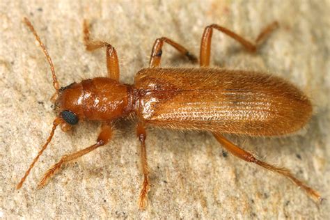 Opilo Pallidus Pasterek Blady Insektarium