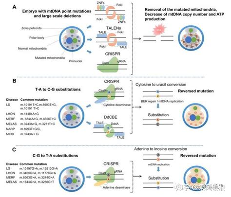 一文了解基因编辑和基因治疗的前景和展望 知乎