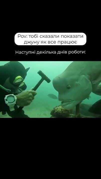 Це суто відео для розваги не сприймайте серйозно 😅 Coding Memes