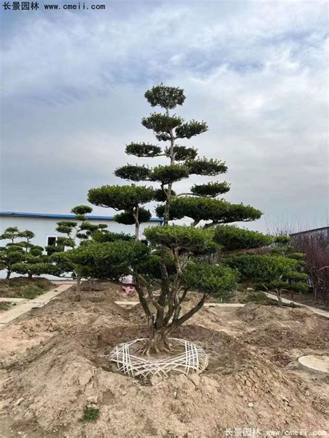造形树品种图片大全 风景树品种图片大全 大山谷图库