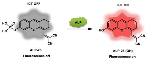 Fluorescent Probes In Cellulo Recognitions Of Alkaline Phosphatases Encyclopedia Mdpi