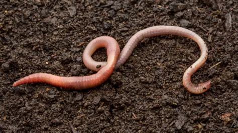 Why Do I Have Earthworms In My House At Sofia Goldman Blog