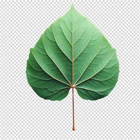 Premium Psd A Green Leaf With A Brown Stem