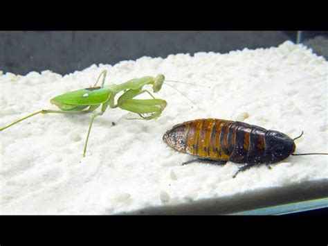 螳螂 VS 巨型蟑螂結局讓人心痛Thin Mantis vs giant cockroach YouTube
