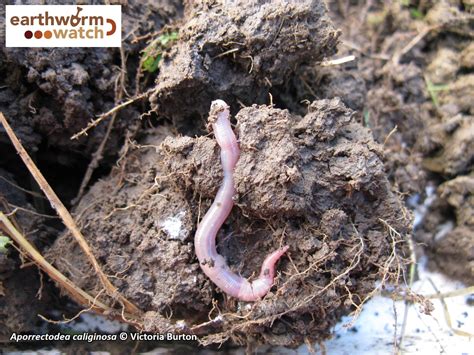 Earthworm Watch The Results Earthworm Society Of Britain
