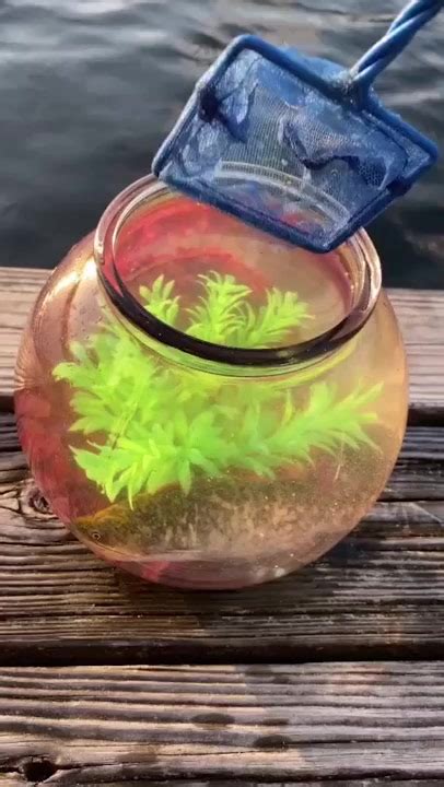 기르던 물고기를 바다에 보내주면 생기는 일 ㄷㄷ 자기전에 꼭 봐야할 페이지 자기전에 꼭 봐야할 페이지 · Original Audio