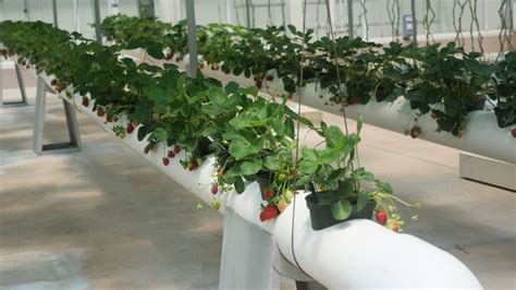 How To Add Co2 To Hydroponics For Faster Growth 2025