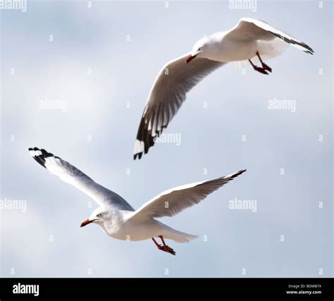 Seagulls Flying