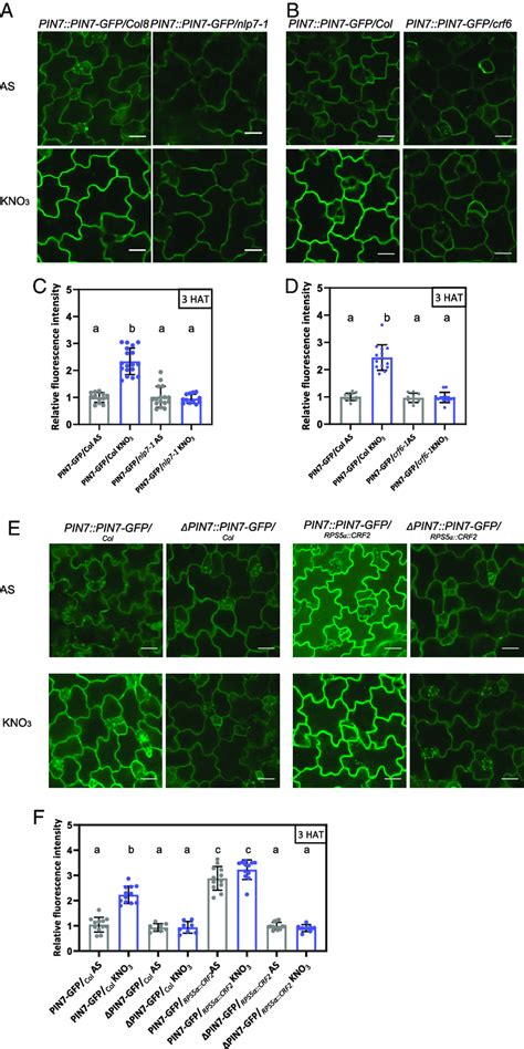 Nlp7 Fine Tunes Expression Of Pins And Shoot Developmental Adaptation
