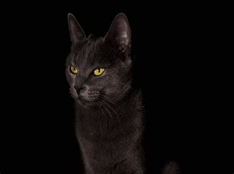 قط أسود الخلفية تحميل إلى هاتفك النقال من Phoneky