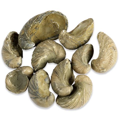 Buy Devils Toenail Gryphaea British Fossils Buy Devils Toenail Gryphaea British Fossils