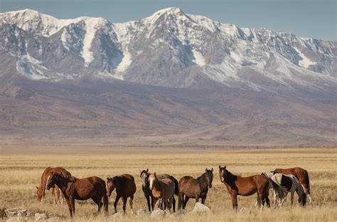 Алтай Пикабу
