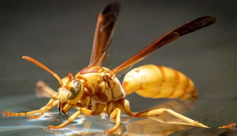 6 Common Wasps And Hornets In Nebraska Id Guide Bird Watching Hq