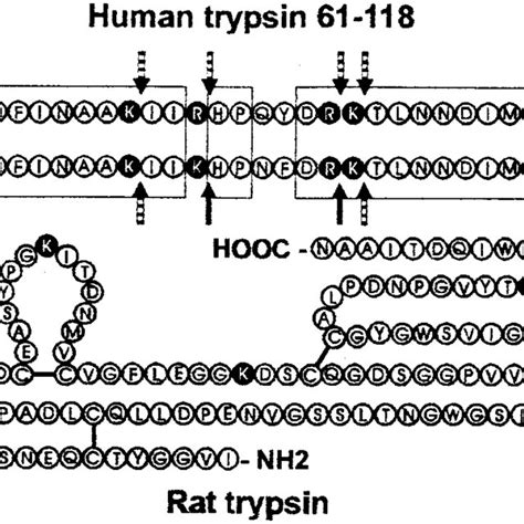 Schematic Representation Of The Rat Trypsin Structure The Download Scientific Diagram