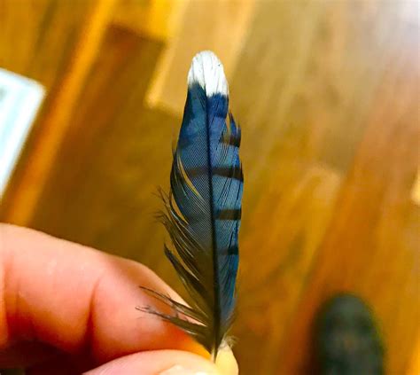 Everything You Need To Know About Feathers Bird Watching Academy