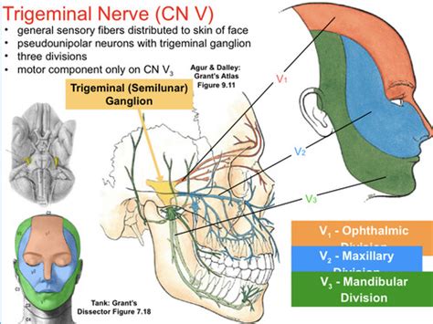 Lecture 5 Trigeminal Nerve And Pathway Flashcards Quizlet