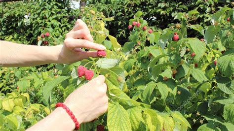 Build Your Own Raspberry Trellis Bosch Diy