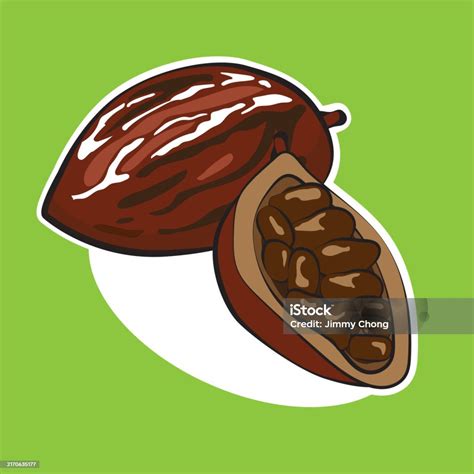 Cocoa Seed Stock Illustration Download Image Now Bean Botany