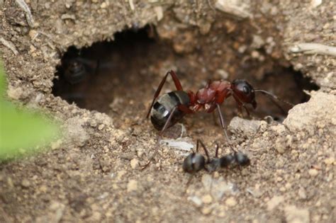 道草食ってみよっ 黒いアリと赤いアリと丸い籠の幼虫の関係