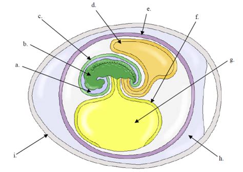 Biology Module 15 Quiz 2023 Diagram Quizlet