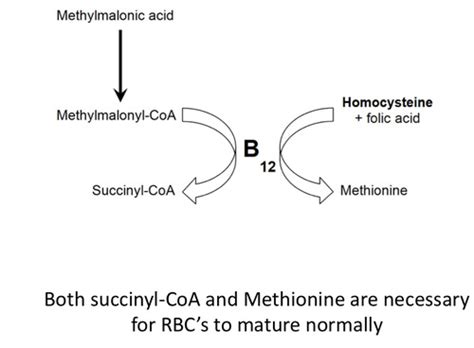 Macrocytic And Normocytic Anemias Flashcards Quizlet