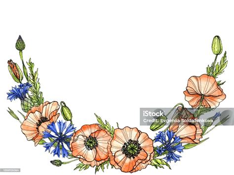 흰색에 옥수수 꽃과 양귀비의 빈티지 코로네 잉크 수채화 손으로 그린 그림 초대장 카드 0명에 대한 스톡 벡터 아트 및 기타 이미지 Istock