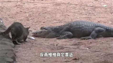 可怜的水牛被狮子围攻，他的同伴奋不顾身前来搭救。 Youtube