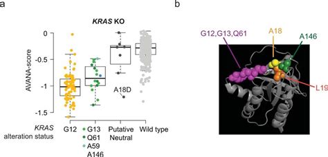 Kras Putative Functional And Neutral Mutations A Kras Gene Download Scientific Diagram