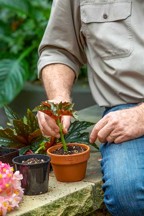 How To Grow Cane Begonias From Cuttings Better Homes And Gardens