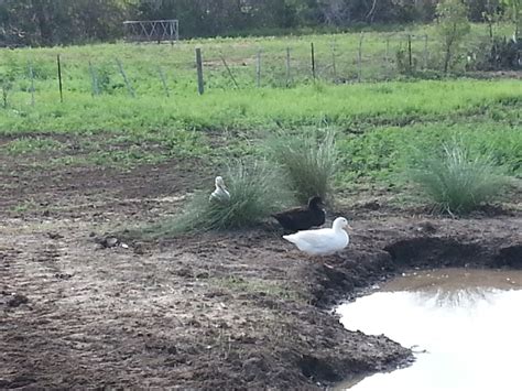 Building Our Duck Pond BackYard Chickens Learn How To Raise Chickens