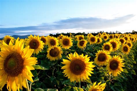 Girasoles Amarillo Flor Foto Gratis En Pixabay