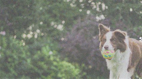 42 107 Base Denoising Autoencoder And Dimension Reduction — Ocademy Open