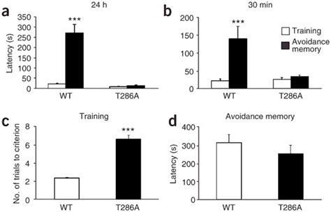 In The Passive Avoidance Task The Camkii T286a Mutant Mice Have