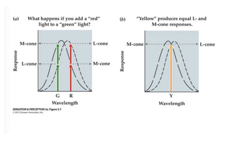 Perception Lecture 5 Flashcards Quizlet