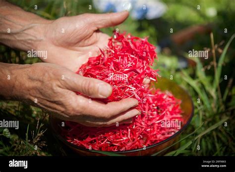 Bee Harvest The Leaves Contain An Antiseptic The Thymol And Its