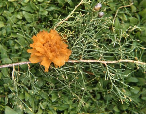 Juniper Juniperus Spp Rust Pacific Northwest Pest Management Handbooks