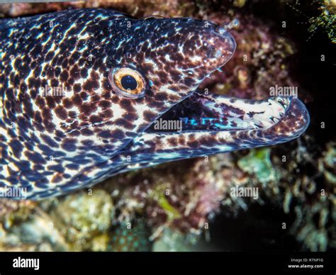 Spotted Moraygymnothorax Moringa Is A Medium To Large Moray Eel Other