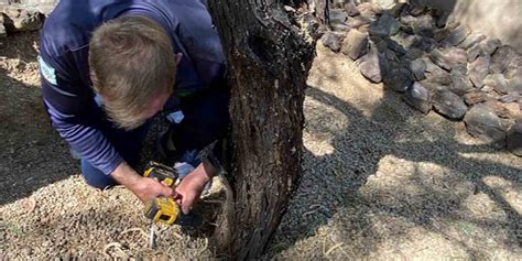 Can Tree Roots Damage Foundation On Your Phoenix Property