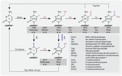 Dna Base Modifications With Respective Enzymes Dnmts Catalyze The Download Scientific Diagram
