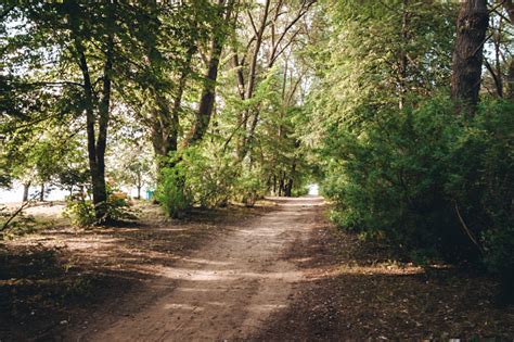 숲 속의 비포장 도로 공원의 길 그림 같은 골목입니다 자연의 아름다움 하이킹 여행 삼림 지대 풍경입니다 경치 좋은 여행 사람이 없습니다 여름 배경입니다 자연 배경입니다